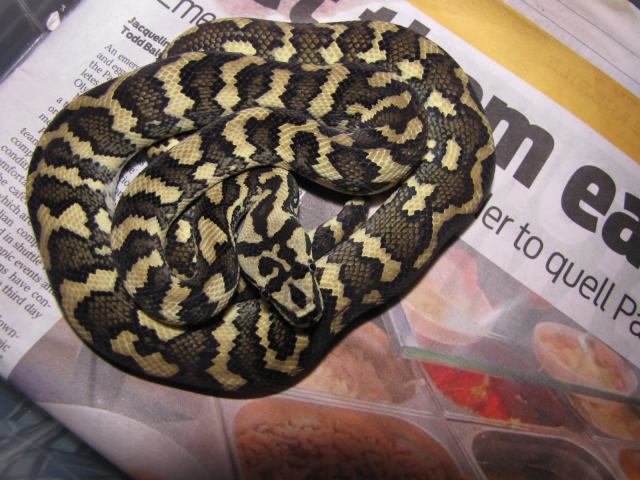 Carpet Python. Hatched Jan 2024 female | Reptiles & Amphibians ...
