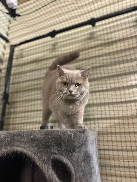 Purebreed entire British shorthair cats for sale 🐱 | Cats & Kittens ...