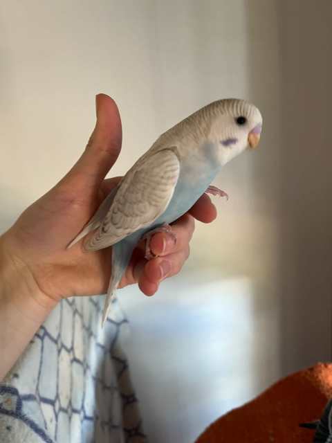 Budgies Hand Raised | Birds | Gumtree Australia Swan Area - Swan View ...