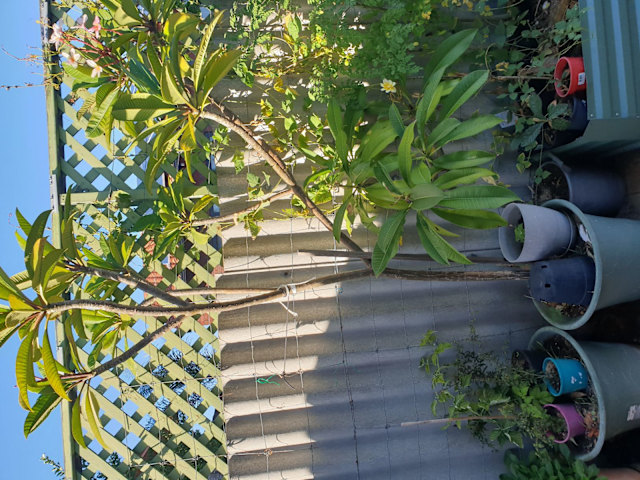 Frangipani tree Perth pink - Plants in Booragoon WA | Gumtree Australia