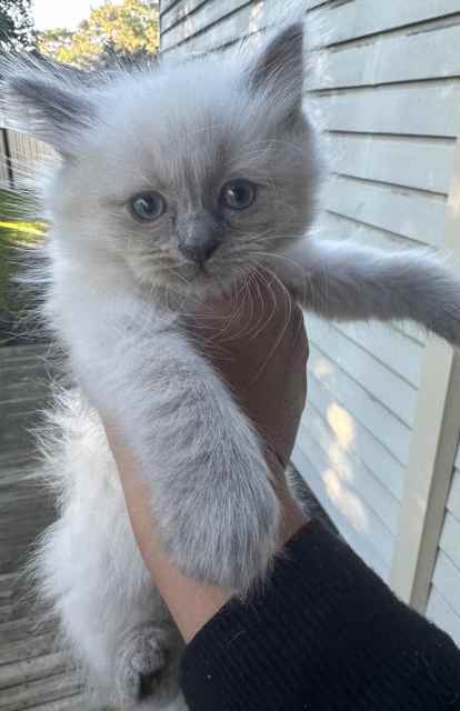 Pure breed Ragdoll fluffies for you! | Cats & Kittens | Gumtree ...