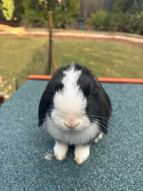 Affectionate Baby Mini Lops Available Now | Rabbits | Gumtree Australia ...