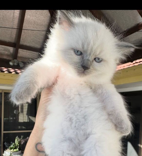 Ragdolls Kittens 3 x Female Diamond Ragdolls Gold Coast | Cats ...