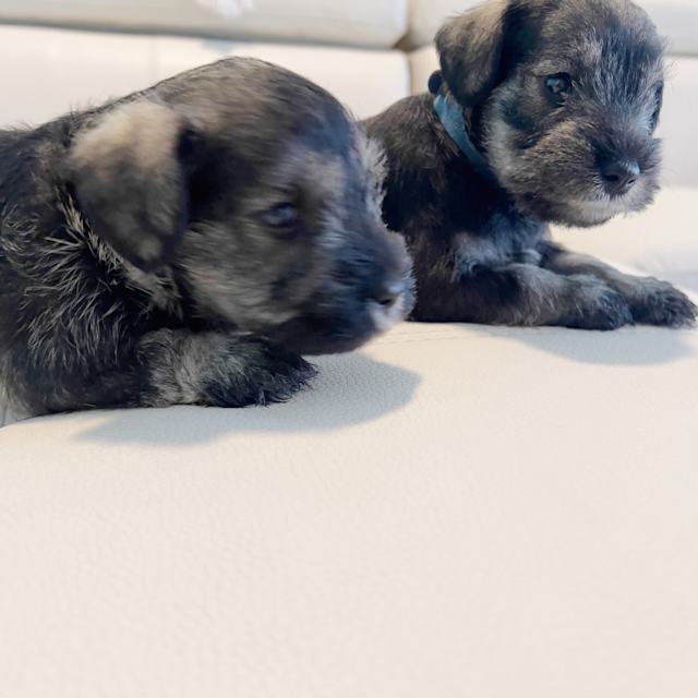 ANKC registered purebred miniature schnauzer puppies mini pups | Dogs ...