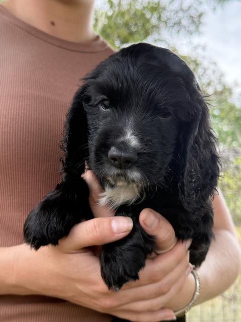 Purebred Cocker Spaniel- last one - ready now | Dogs & Puppies ...