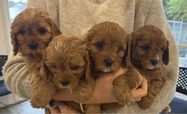 Cavoodle ( First Generation) | Dogs & Puppies | Gumtree Australia Casey ...