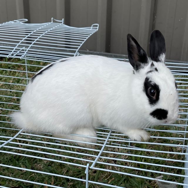 Gorgeous Rabbits for Sale | Rabbits | Gumtree Australia Penrith Area ...