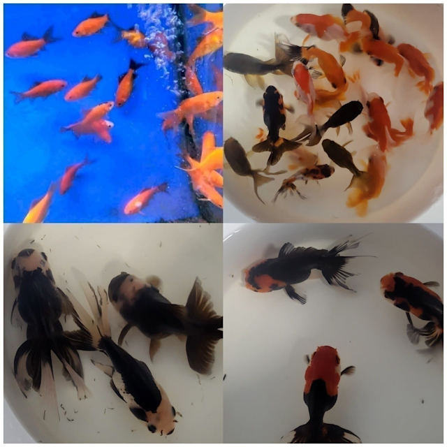 Comet, Shubunkin, Fantail, Oranda, Bubble Eye, Celestial Waikin Danio ...