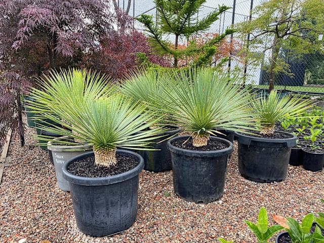 Yucca Rostrata in 400 & 500 mm Pots - Plants in Camden South NSW ...