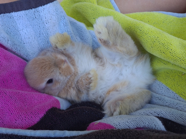Purebred Mini Lop Rabbit Babies - Well Handled, Friendly & Calm ...