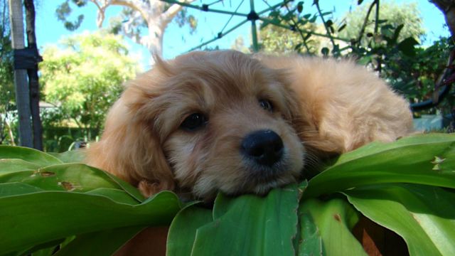 KENNEL HAND - CANNINGVALE | Vet & Animal Welfare | Gumtree Australia ...