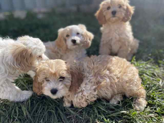 Cavoodle puppies | Dogs & Puppies | Gumtree Australia Cooma-Monaro Area ...