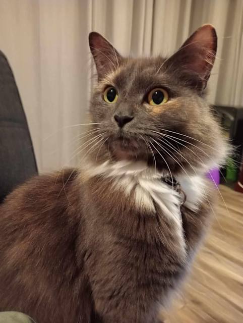 Beautiful lulu | Cats & Kittens | Gumtree Australia Lismore Area - East ...