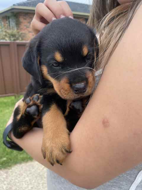 7 Months Old Rottweiler Beautiful Baby Boy for Sale!! | Dogs & Puppies ...