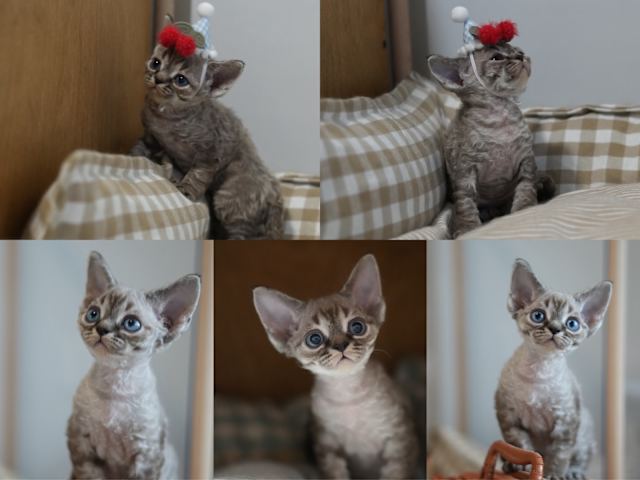 Pedigree Devon Rex — Last Kitten Available | Cats & Kittens | Gumtree ...