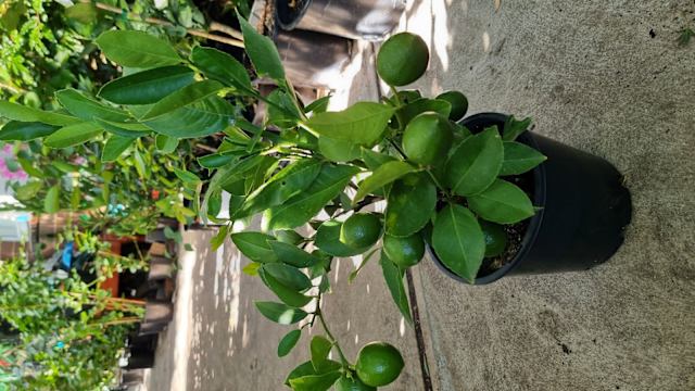 fruiting dwarf Meyer lemon tree in 20cm pot- Noble Park VIC - Plants in ...
