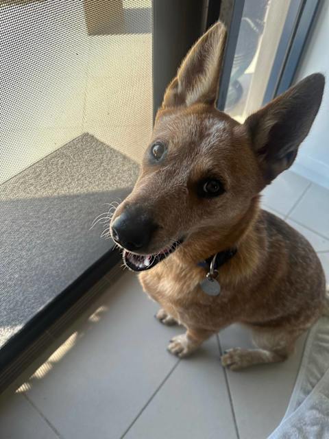 Stumpy tail cattle dog red (tailed) | Dogs & Puppies | Gumtree ...