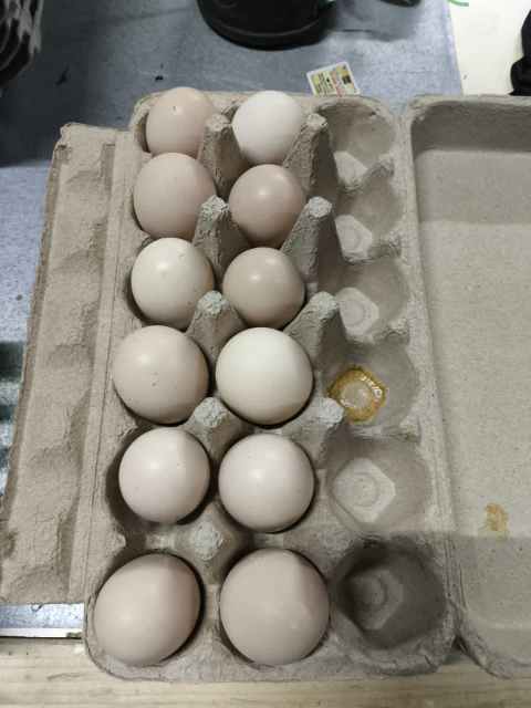 Plymouth Rock eggs | Livestock | Gumtree Australia Northern Grampians ...