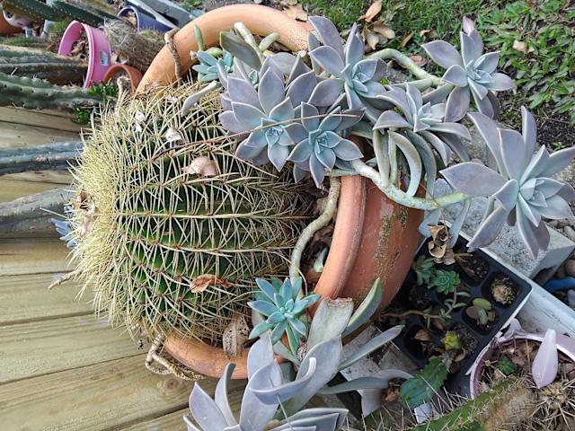 pick and choose make offer cactus plants and succulents - Plants in ...