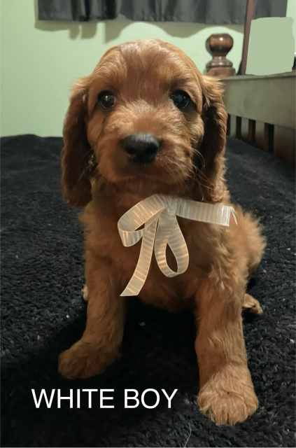 CAVOODLES F1 Medium size💙available NOW!!! 💙 | Dogs & Puppies | Gumtree ...