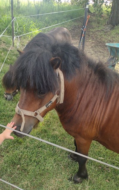 Bay miniature pony stallion | Horses & Ponies | Gumtree Australia ...