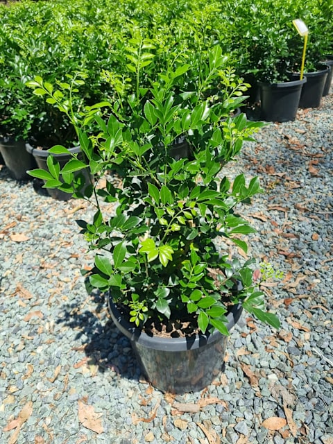 Murraya Paniculata Hedge Plant - Plants in Adelaide CBD SA | Gumtree ...