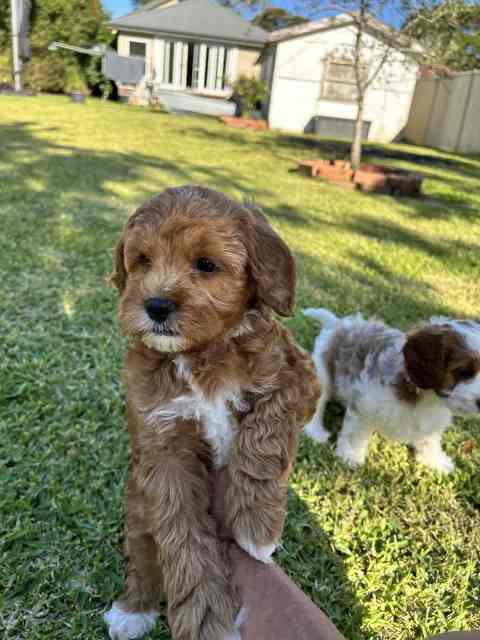 Cavoodle Puppies: Ready (26/11/24 ) This Weekend | Dogs & Puppies ...