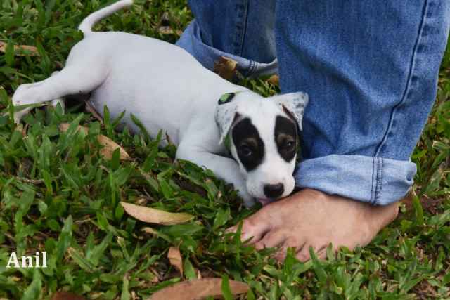 ANIL MALE 8 WEEKS OLD STAFFY $600 TO ADOPT BIN0001548112747 Anil is a ...