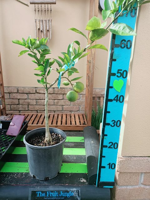Dwarf Valencia Orange tree - Grafted & Already Fruiting! - Plants in ...