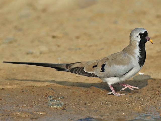 Masked Dove for sale | Birds | Gumtree Australia Tuggeranong - Greenway ...