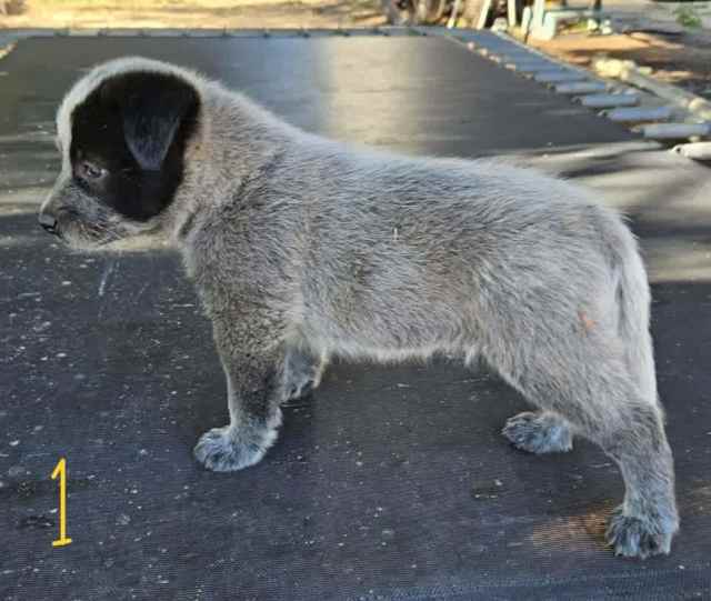 Puppies! Stumpy tail cattle dog pups: 3 male | Dogs & Puppies | Gumtree ...