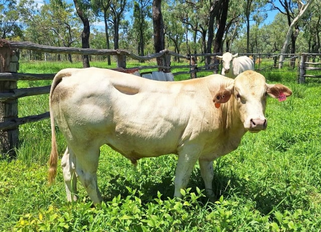 Naturally Polled Young Charbray Bull | Livestock | Gumtree Australia ...