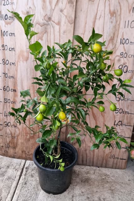 Full of fruits limequat tree in 30cm pot- Noble Park VIC | Plants ...