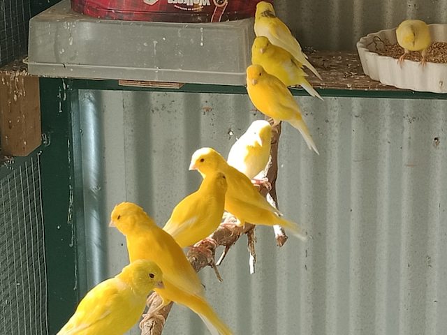 Canaries young and yellow | Birds | Gumtree Australia Dardanup Area ...