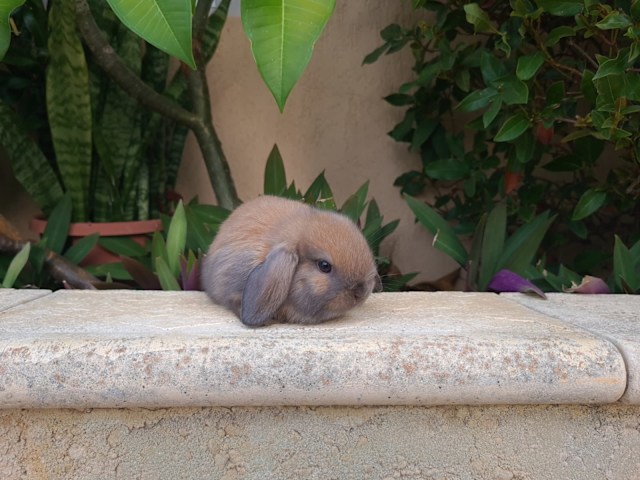 Purebred Mini Lop Rabbit Baby Boy - Friendly & Calm | Rabbits | Gumtree ...