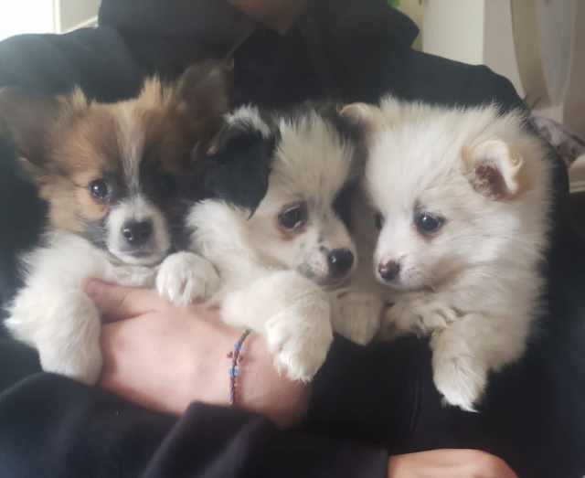 PRICE DROP💥💥3 cute pomeranian / pomchi puppies | Dogs & Puppies ...