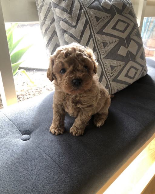 Toy Moodle | Dogs & Puppies | Gumtree Australia Melbourne City - West ...