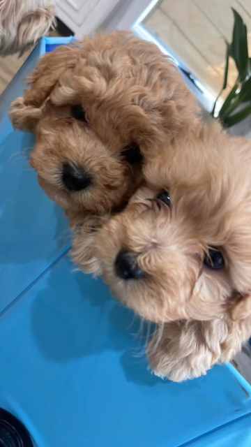 DNA clear Toy Moodle Maltese x Toy Poodle Available 19/9 | Dogs ...