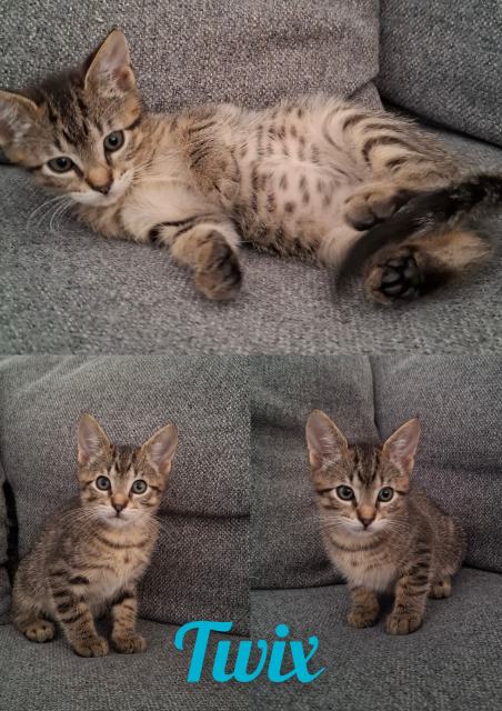 Twix Is Looking For His Forever Home | Cats & Kittens | Gumtree ...