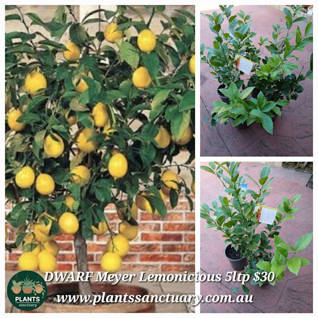SUPER DWARF MEYER LEMONICIOUS LEMON. www.plantssanctuary.com.au ...