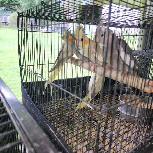 cockitiels hand raised | Birds | Gumtree Australia Ipswich City ...