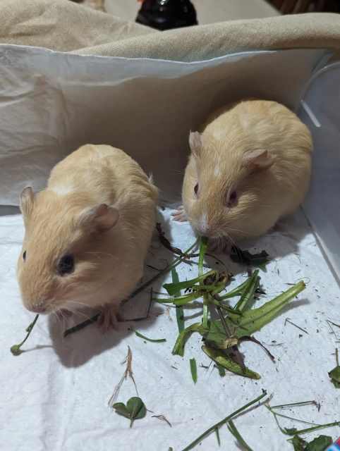 Guinea pigs | Other Pets | Gumtree Australia Burnie Area - Natone ...