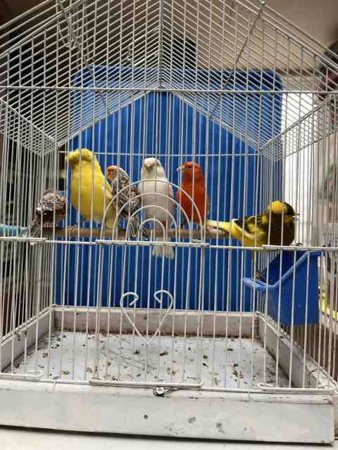 Border / Gloster / Red Canaries For Sale | Birds | Gumtree Australia ...