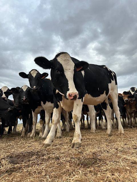 FAMILY SEEKING LIVE-ON FARM WORK | Other | Gumtree Australia Ballarat ...