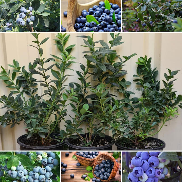 Blueberries Blueberry Bushes Shrubs Fruit Trees Plants - Plants in ...