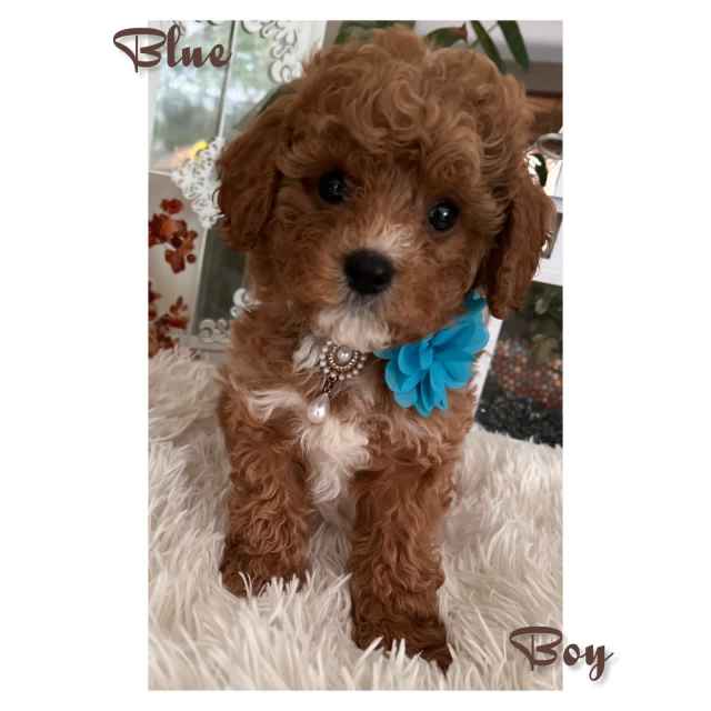 8 Cuddly F2 Mini Cavoodles 🐶🦴 | Dogs & Puppies | Gumtree Australia ...