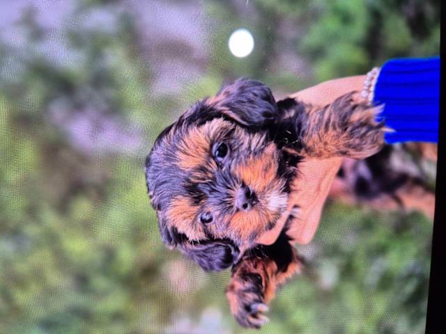 moodle male pup | Dogs & Puppies | Gumtree Australia Perth City Area ...