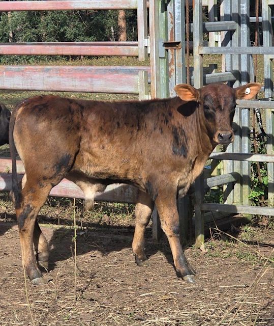 Beef calves | Livestock | Gumtree Australia Moreton Area - D'aguilar ...
