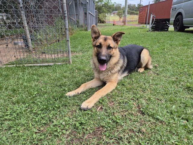 German Shepard Male Puppy - 8 Months young | Dogs & Puppies | Gumtree ...