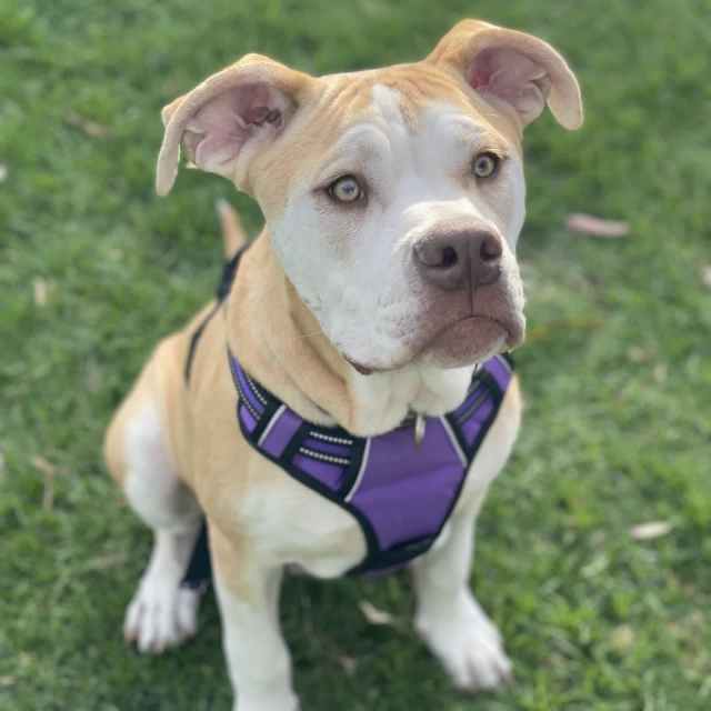 *ADOPT ME* JAGER | Dogs & Puppies | Gumtree Australia Perth City Area ...